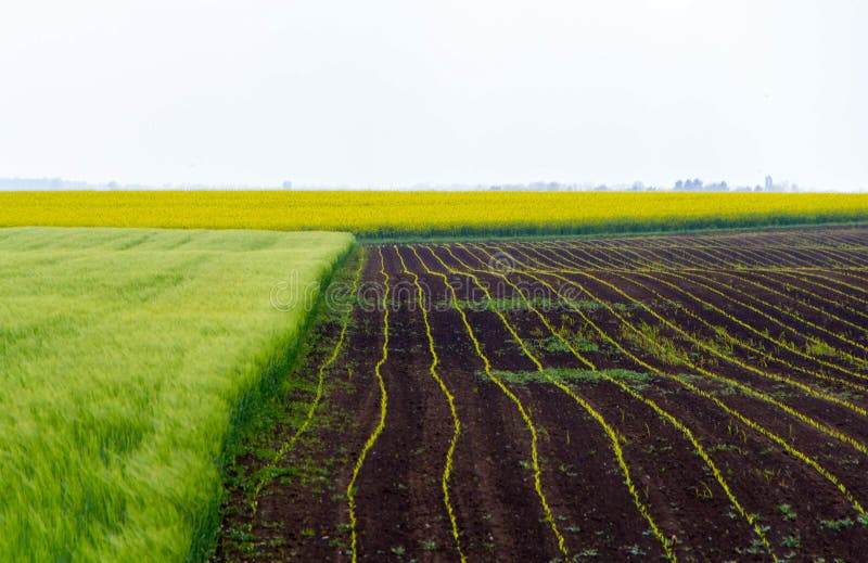 Agricultural Field in the Spring Stock Image - Image of brown, lama ...