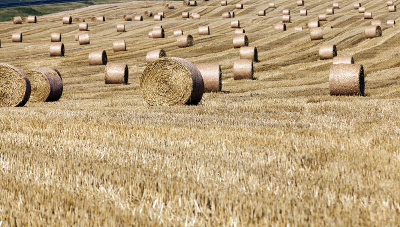 Agricultural Field with Stacks of Rye Straw Stock Photo - Image of ...