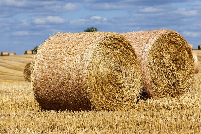 Agricultural Field with Stacks of Rye Straw Stock Image - Image of farm ...
