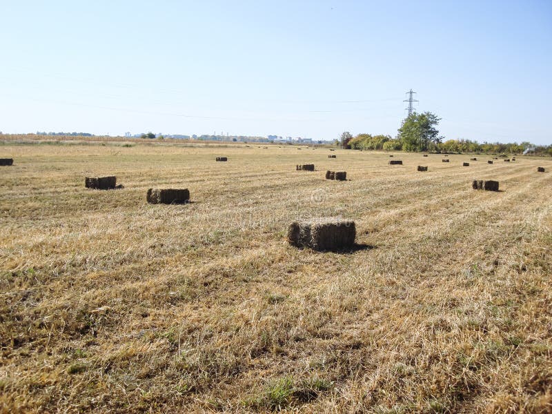 Agricultural Field with Straw Bales after Harvest Stock Image - Image ...