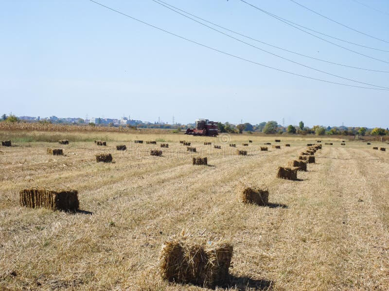 Agricultural Field with Straw Bales after Harvest Stock Photo - Image ...