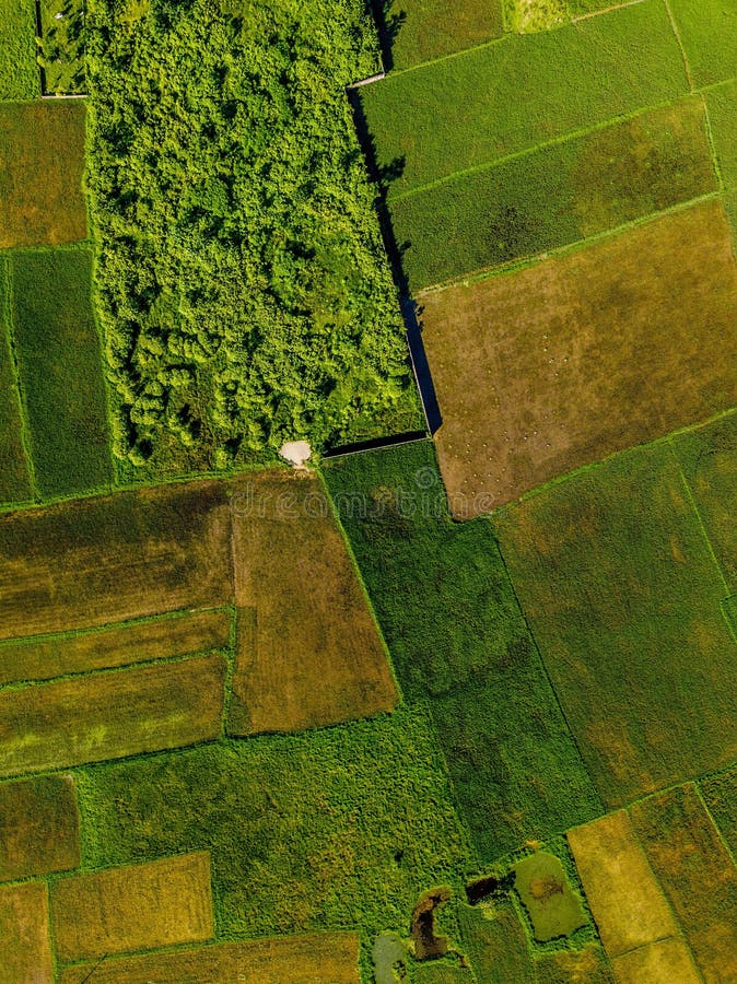 Agricultural Field in the Summer, Top View, Vertical Stock Photo ...