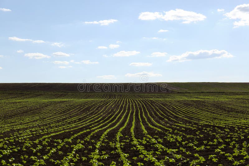 Agricultural Field with Sunflower Seedlings on Sunny Day Stock Image ...