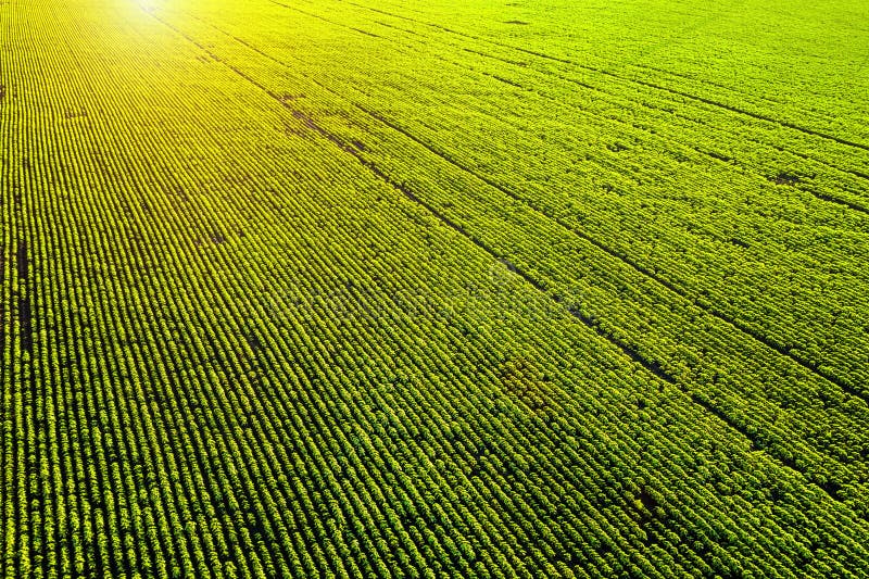 Agricultural Field at Sunset Aerial View Stock Image - Image of ...