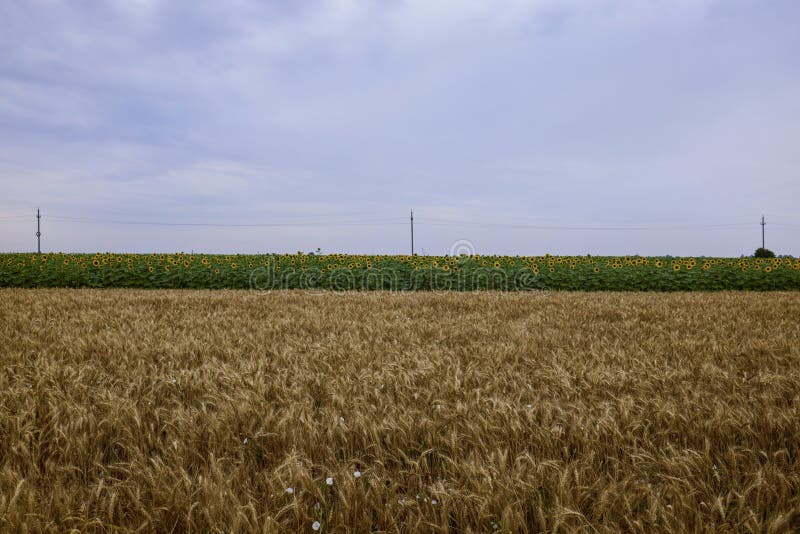 An Agricultural Field with Wheat Stock Image - Image of agriculture ...