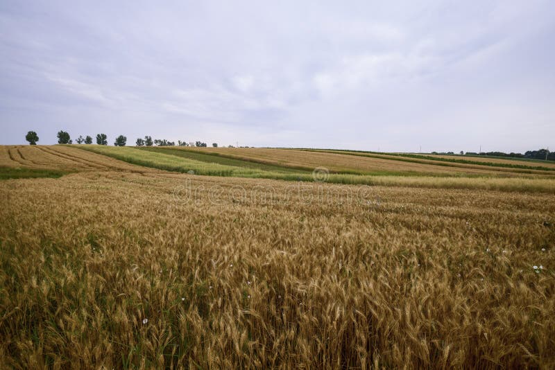 Agricultural Field with Wheat Ready for Harvest Stock Photo - Image of ...