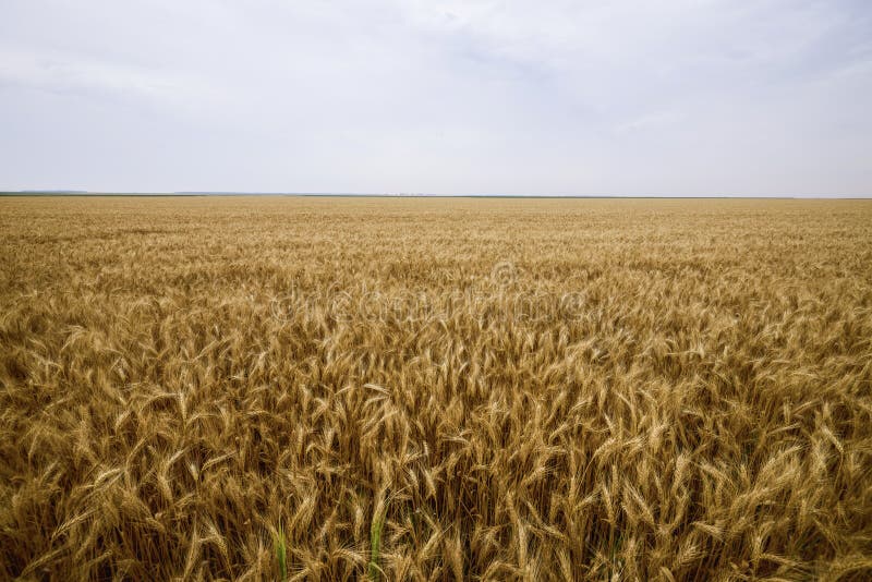 An Agricultural Field with Wheat Stock Image - Image of vegetarian ...