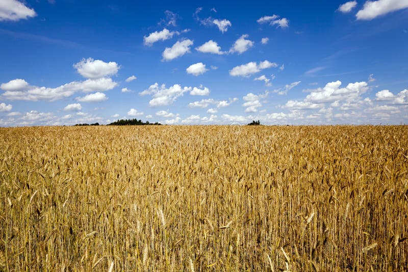 Agricultural Field , Wheat. Stock Image - Image of crop, cultivated ...