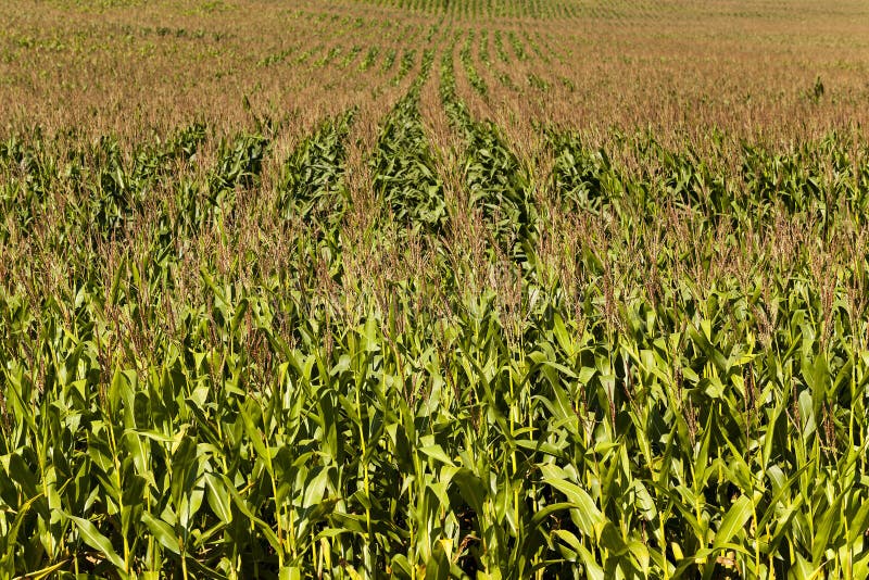 Monsanto GMO Corn Field stock image. Image of arizona - 41701479