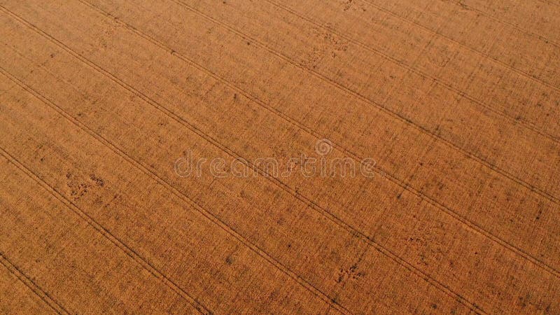 Agricultural Fields Aerial View. Rectangular Fields of Different ...