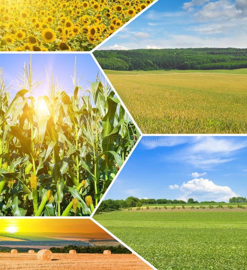 Agricultural Fields and Blue Sky. Collage Stock Image - Image of autumn ...