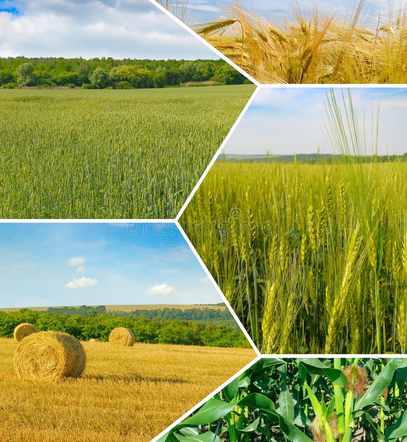 Agricultural Fields and Blue Sky. Collage Stock Image - Image of ...