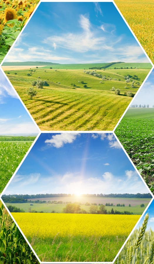 Agricultural Fields and Blue Sky. Collage. Vertical Photo Stock Image ...