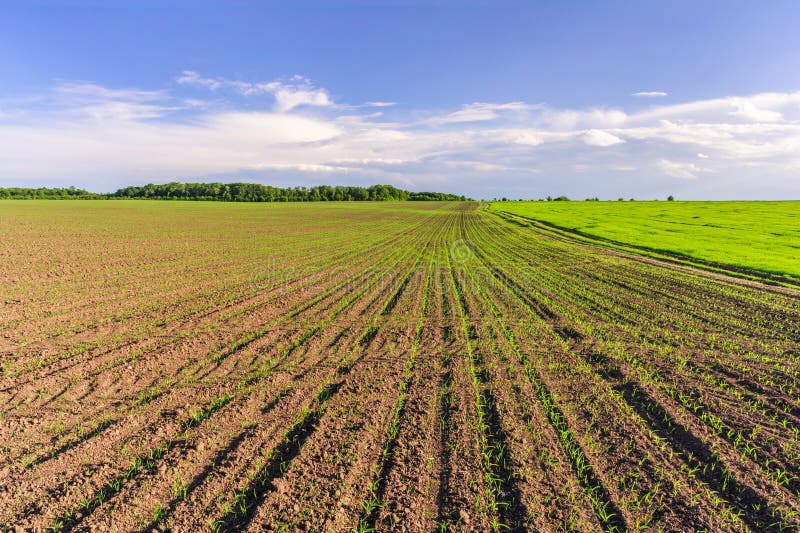 Agricultural Fields. a Field with Rows of Young Green Corn Sprouts ...