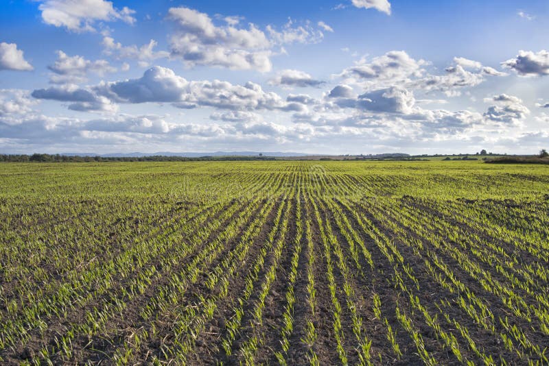 Agricultural fields stock image. Image of autumn, flower - 209527197