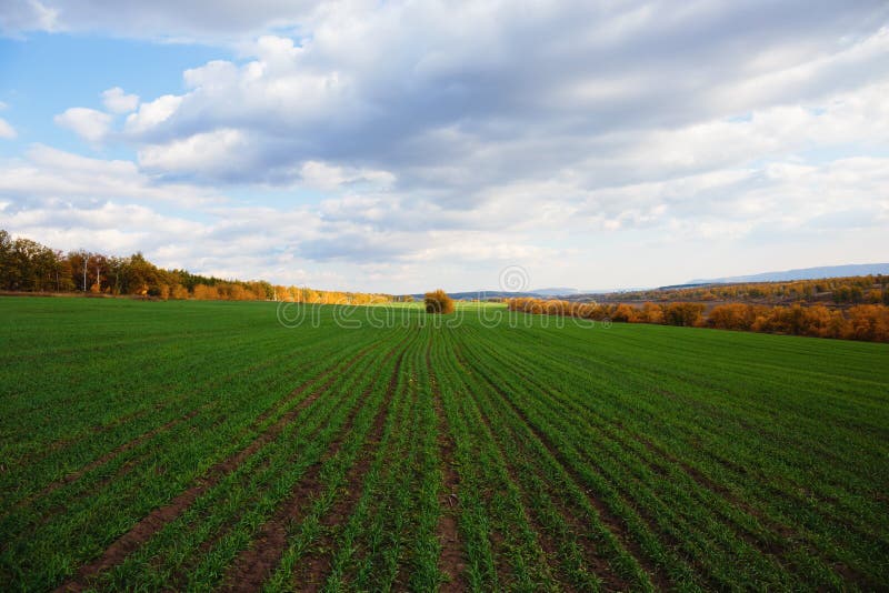 Agricultural Field in Europe Stock Photo - Image of green, france ...