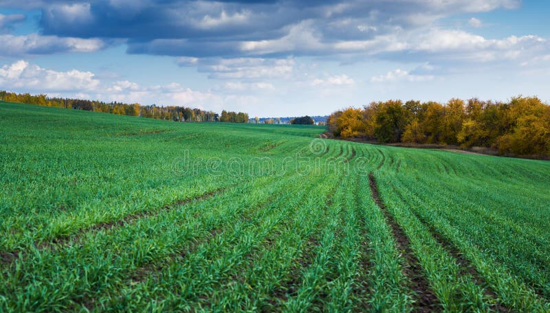 Agricultural Field in Europe Stock Photo - Image of country, hill: 77498126