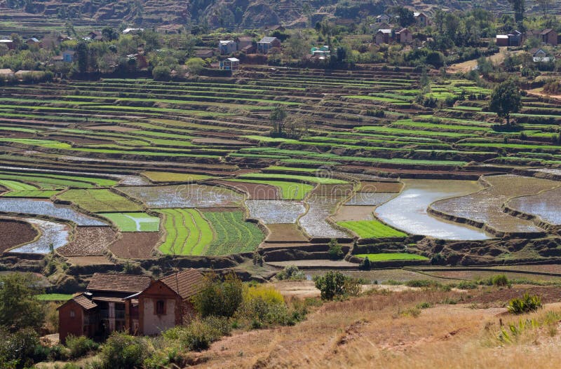 Agricultural Fields in Madagascar Editorial Stock Photo - Image of ...