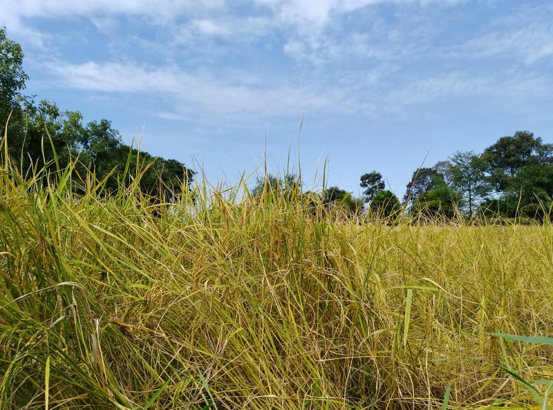 Agricultural Fields, Rice, Golden Yellow in November. Stock Image ...