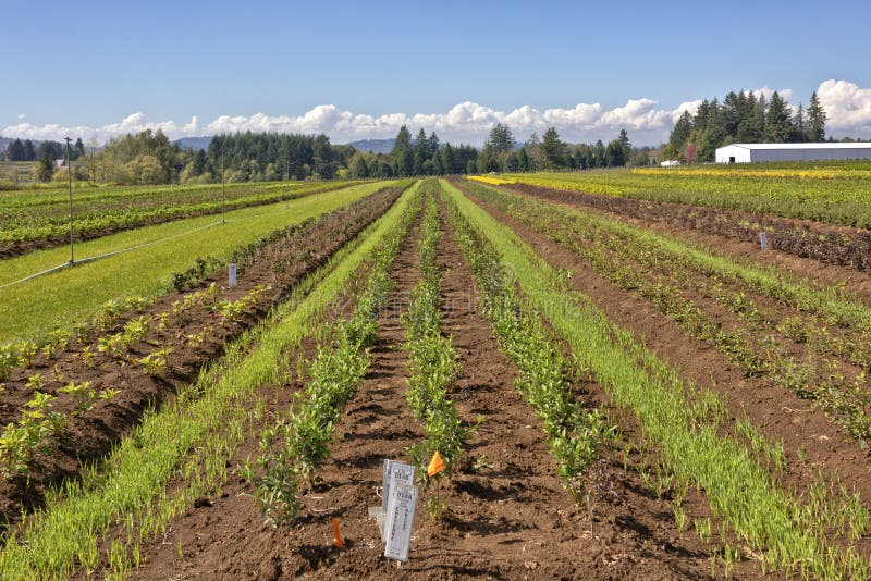 Agricultural Fields in Rural Oregon State. Stock Image - Image of rural ...