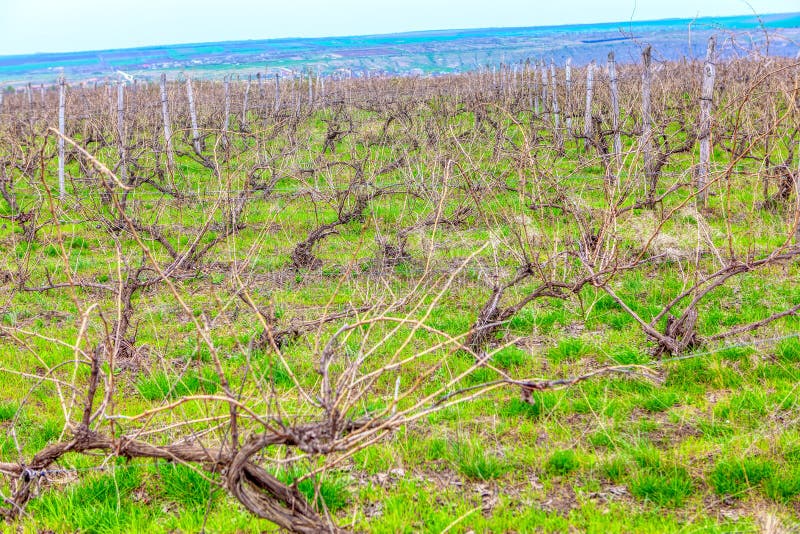 Vineyards Landscape in Spring Stock Photo - Image of countryside ...