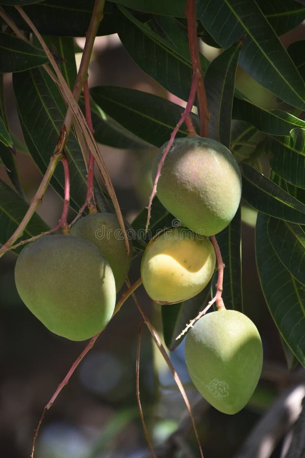 Agricultural Fruit Tree with Mangos Turning Ripe Stock Photo - Image of ...