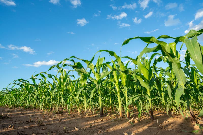 Agricultural Garden of Corn Field, Maize Seedling in the Agricultural ...