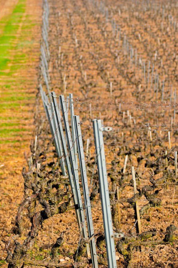 Agricultural Geometry, Patterns of Vines in Winter Landscape ...