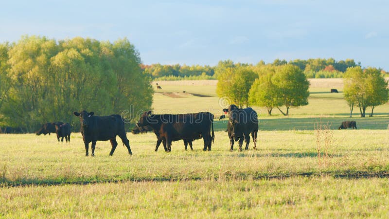 Agricultural Industry. Black Cow Eats Grass on a Farm Field. Cattle in ...