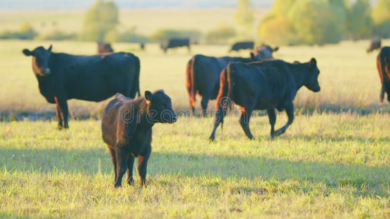 Agricultural Industry. Black Cow Eats Grass on a Farm Field. Cattle in ...