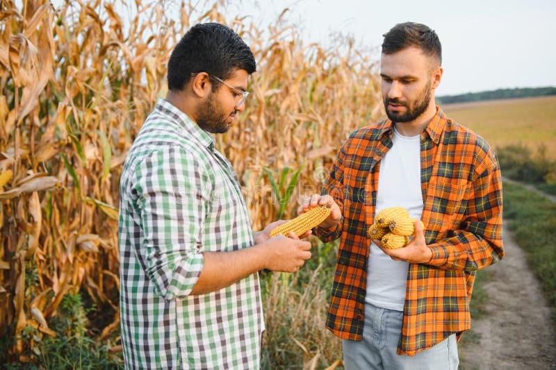 Agricultural Inspectors are Working Together in the Corn Field Stock ...