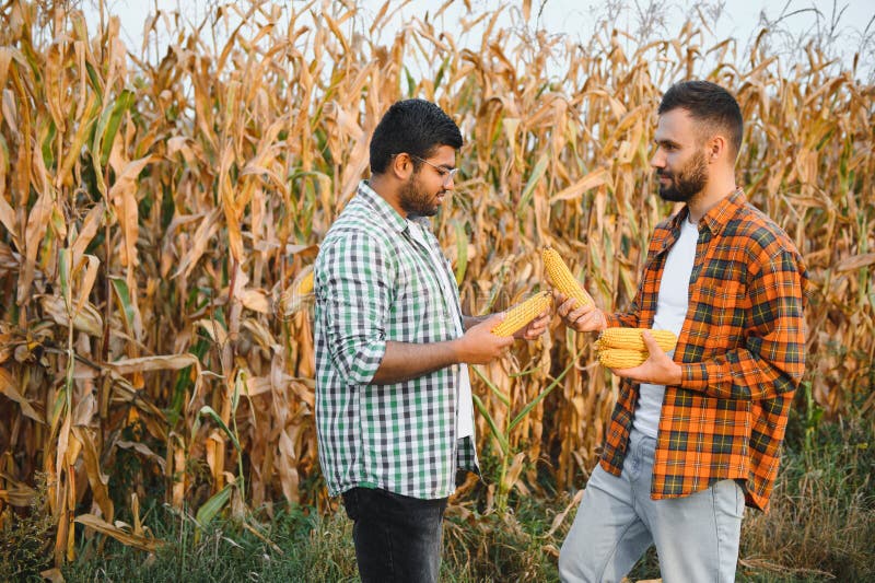 Agricultural Inspectors are Working Together in the Corn Field Stock ...