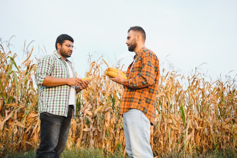 Agricultural Inspectors are Working Together in the Corn Field Stock ...