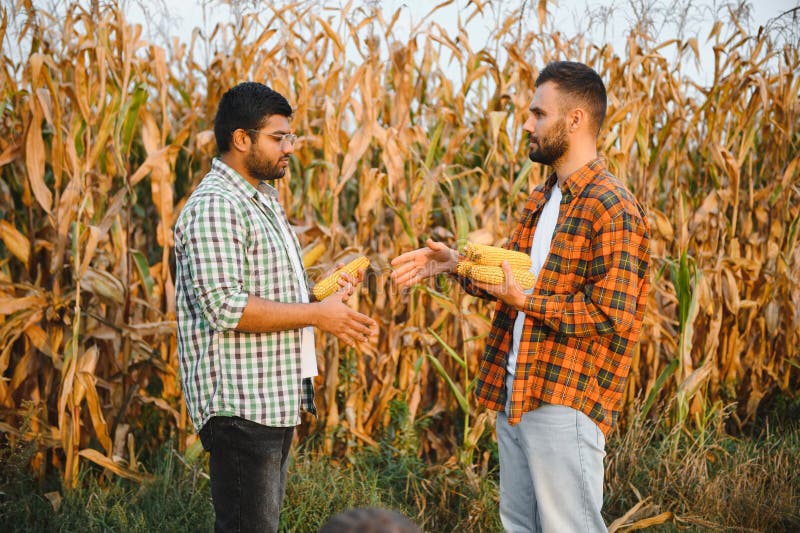 Agricultural Inspectors are Working Together in the Corn Field Stock ...
