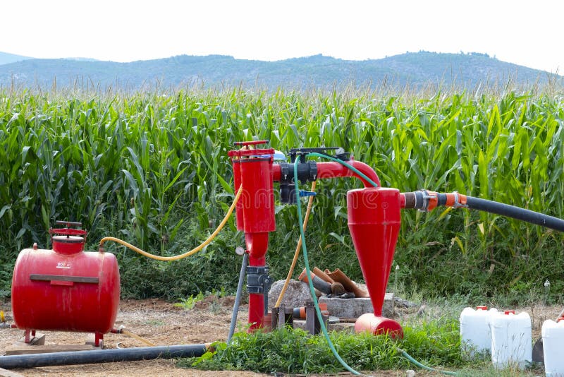 Young Corn Field with Drip Irrigation System Stock Photo - Image of ...
