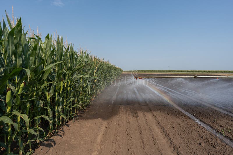 Agricultural Irrigation System Watering Corn Field Stock Photo - Image ...
