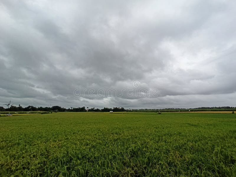 Agricultural Land, Also Known As Paddy Fields Stock Photo - Image of ...