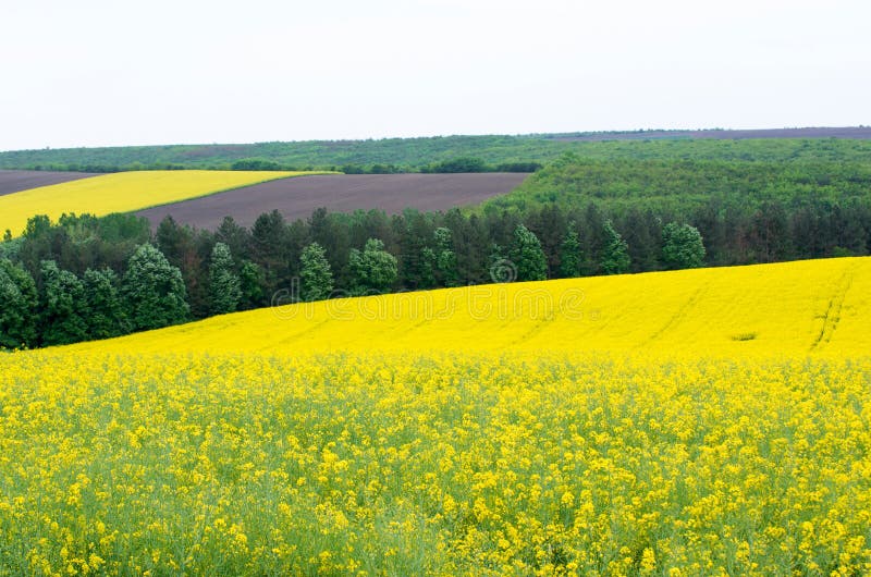 Agricultural Land with Colza. Stock Photo - Image of young, blossom ...
