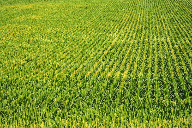 Agricultural Land Crops stock photo. Image of pattern - 198667460