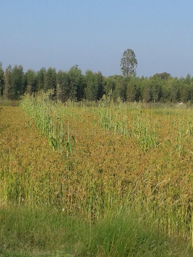 Agricultural land stock image. Image of grown, land, crops - 83169795