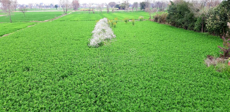 Agricultural Land Farming Grass Flowers Tree Stock Image - Image of ...