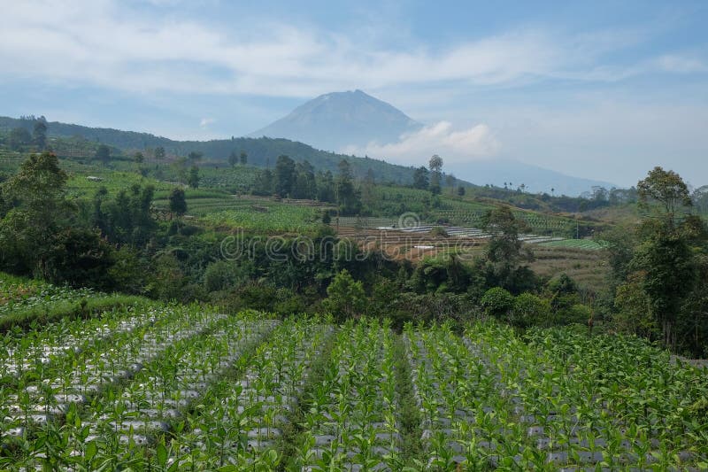 Agricultural Land with Mountain Background Stock Image - Image of ...