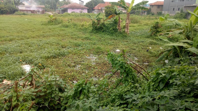 Agricultural Land and Plantations that are less Maintained and ...