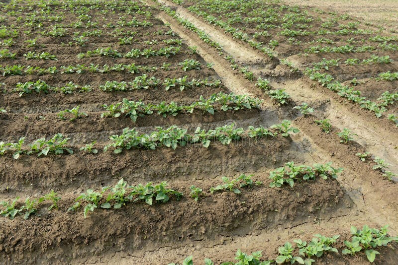 Agricultural Land with Row Crops Stock Image - Image of countryside ...