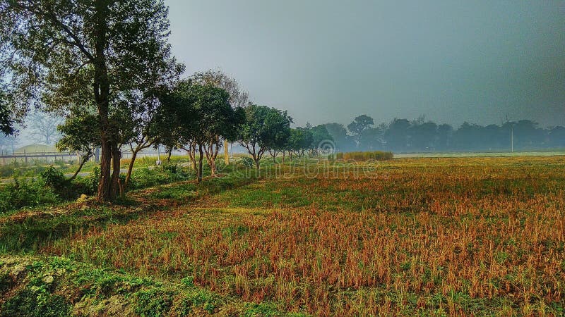 Agricultural Land and Trees Along with it Stock Image - Image of trees ...