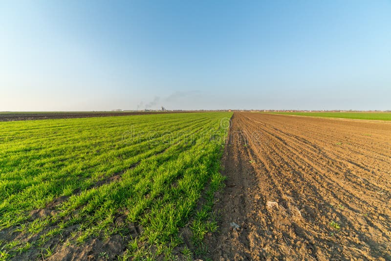 Agricultural Landsaple, Arable Crop Field Stock Image - Image of rural ...