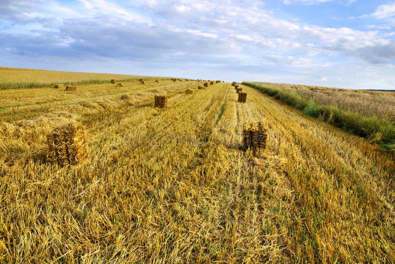Agricultural landscape stock photo. Image of leafy, lush - 7181472