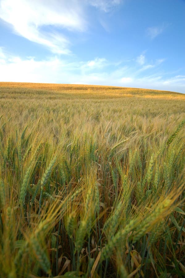 Agricultural Landscape Picture. Image: 931027