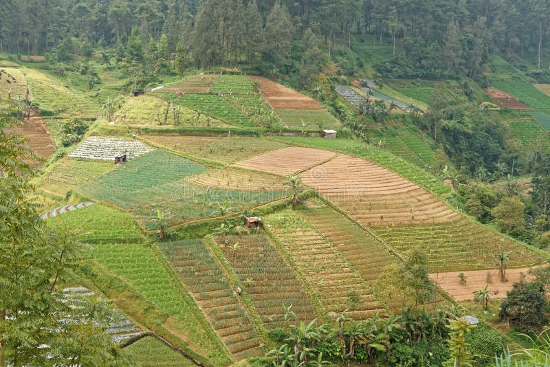 1,186 Agricultural Farming Java Stock Photos - Free & Royalty-Free ...