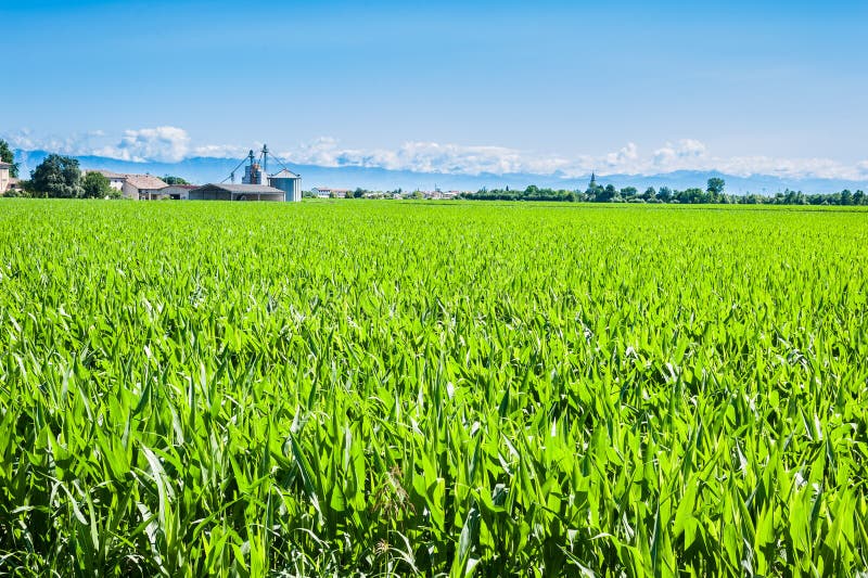 Agricultural landscape stock image. Image of maize, plants - 55852795